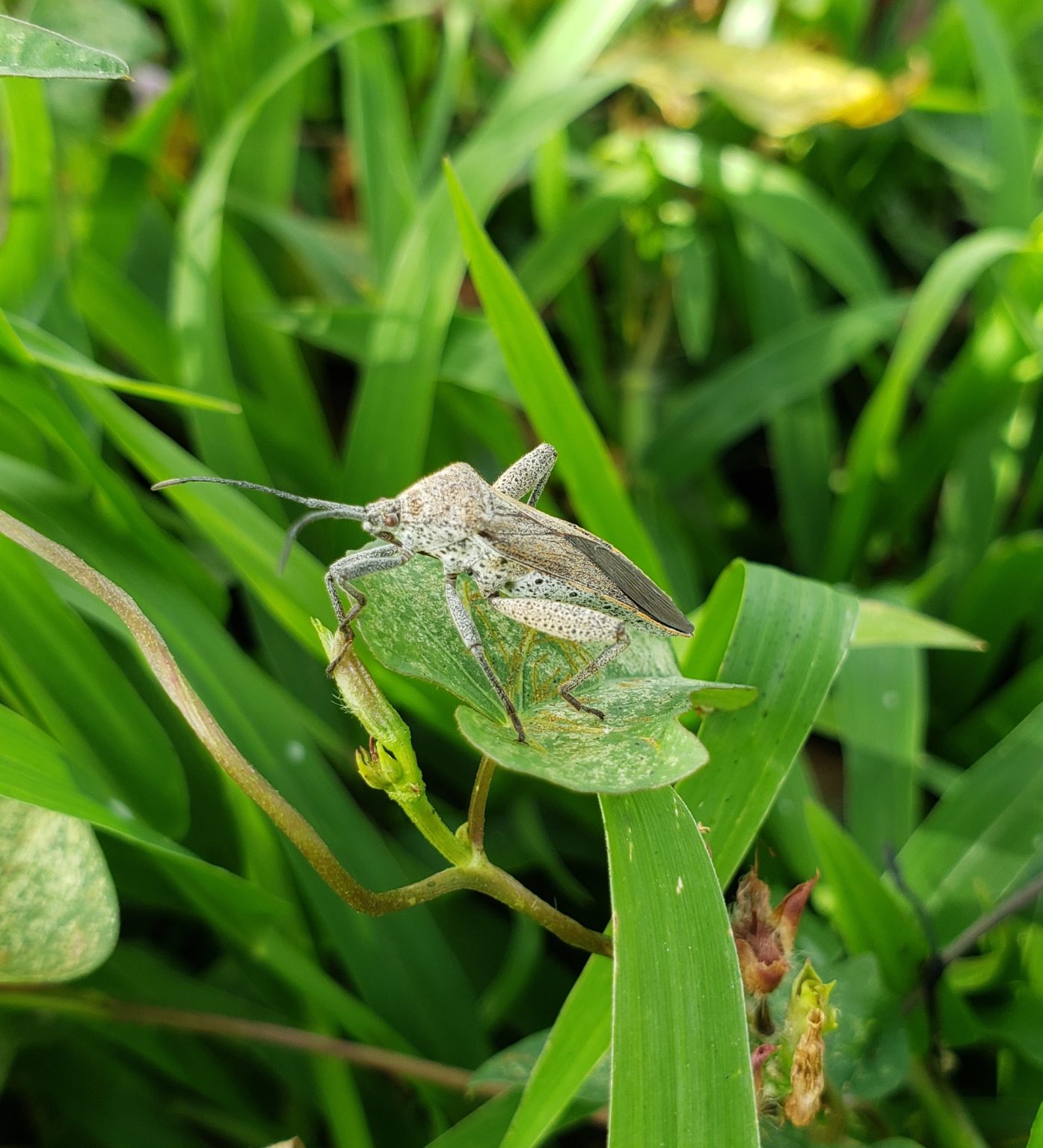 What's that bug in my garden? - Big Island Invasive Species Committee ...