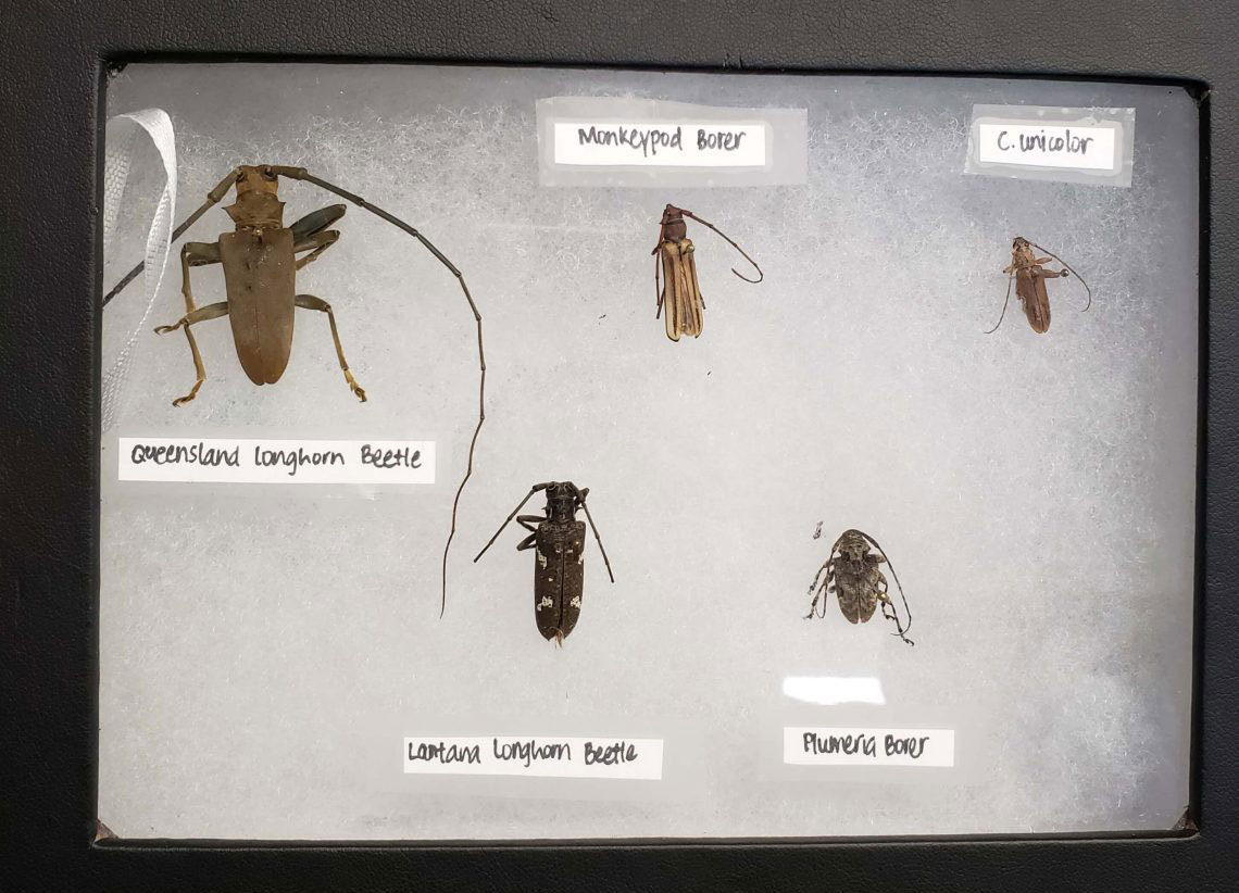 Look-a-like Longhorns - Big Island Invasive Species Committee (BIISC)