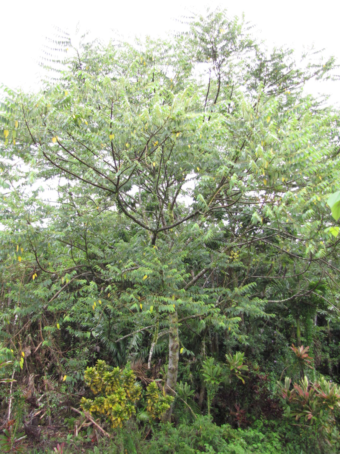 Gunpowder Tree - Big Island Invasive Species Committee (BIISC)