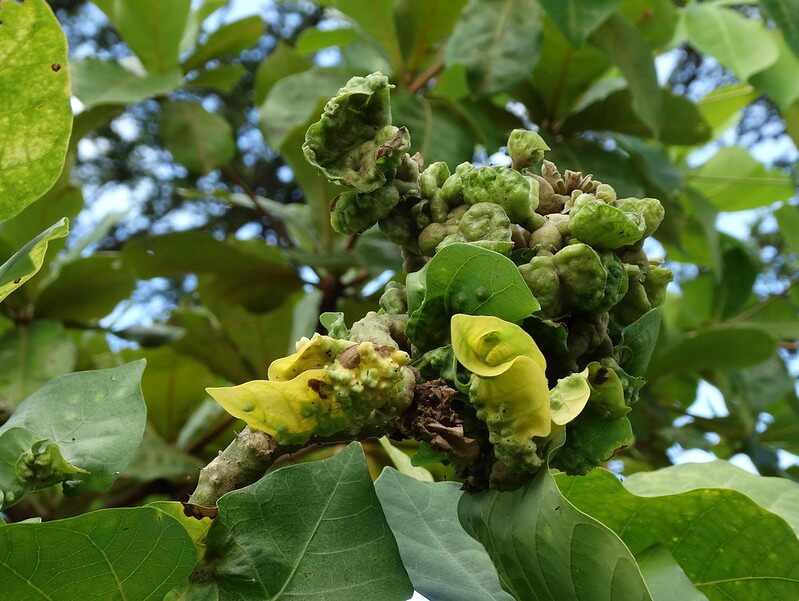 What's that on the strawberry guava? Meet Tectococcus ovatus - Big ...
